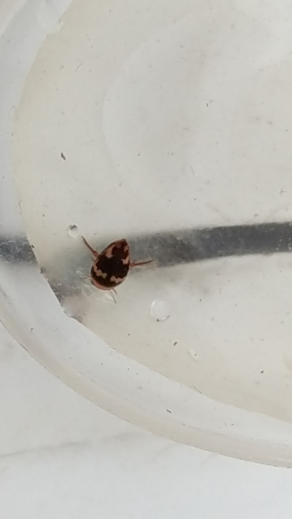 Australphilus saltus from Lindsay River on November 14, 2020 at 09:19 ...