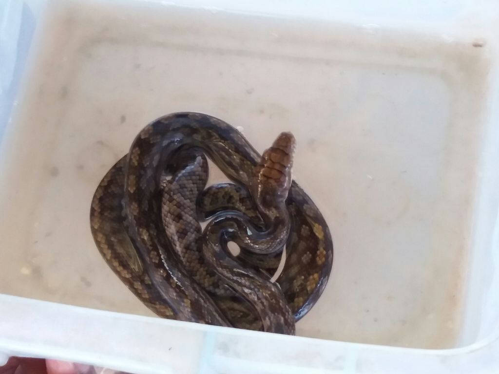 Amethyst Python from Unnamed Road, Bupul, Eligobel, Kabupaten Merauke ...