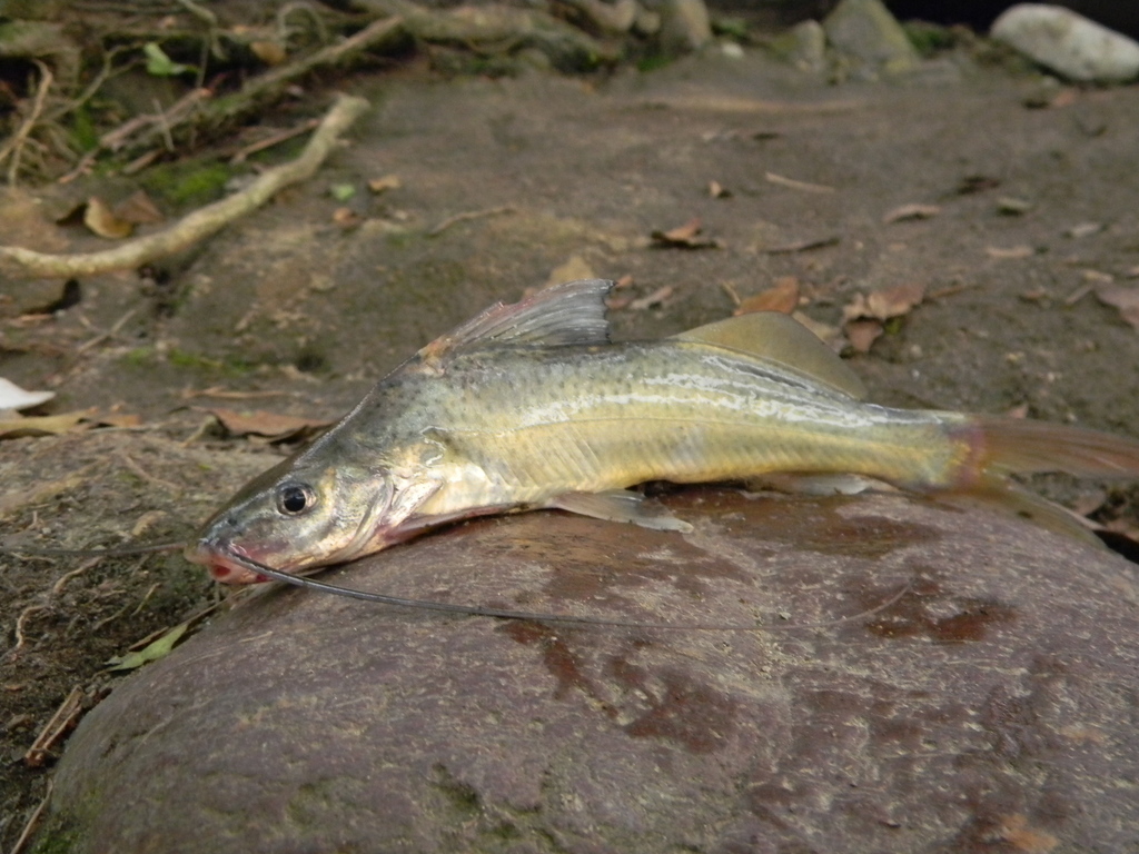 Pimelodus grosskopfii in March 2013 by JonLuna · iNaturalist