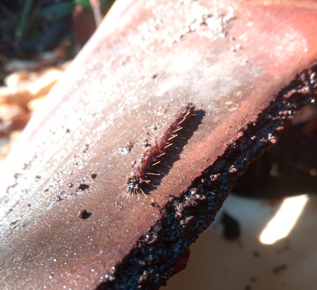 Butterflies and Moths from Cuyabeno, Ecuador on November 7, 2020 at 03: ...