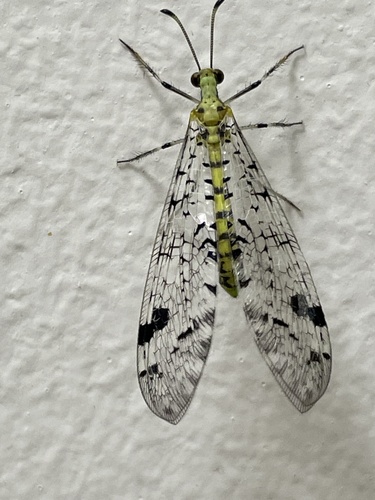 Observations by jessica_conroy · iNaturalist