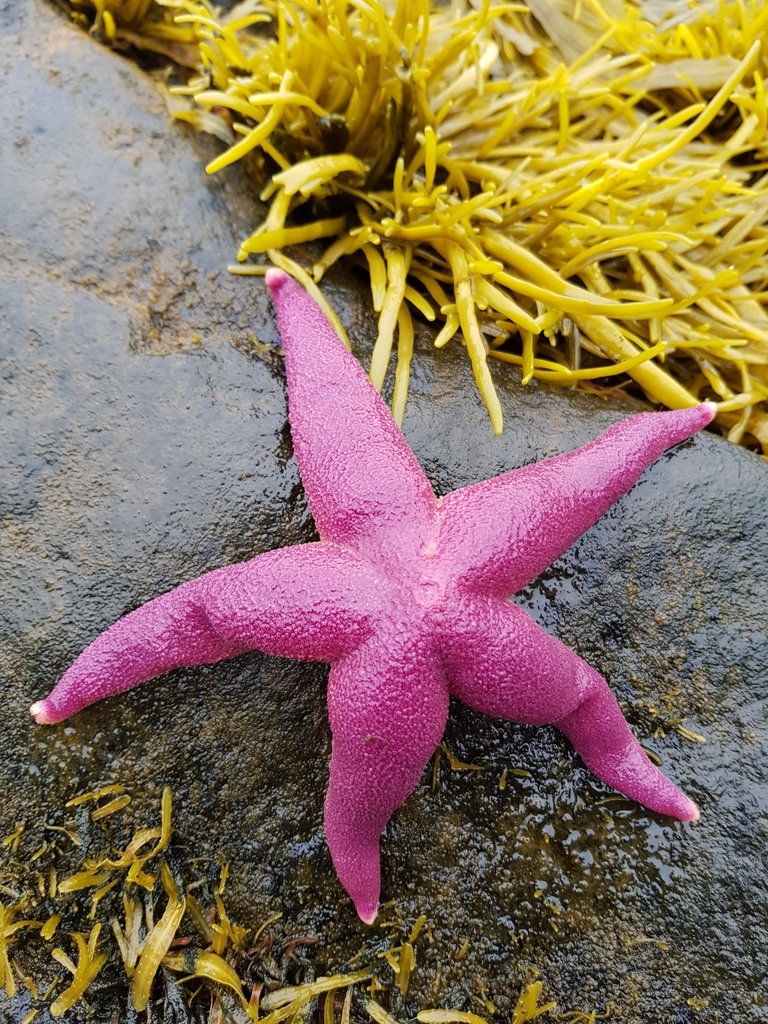 Northern Blood Star from Loukhskiy rayon, RU-KI, RU on September 13 ...