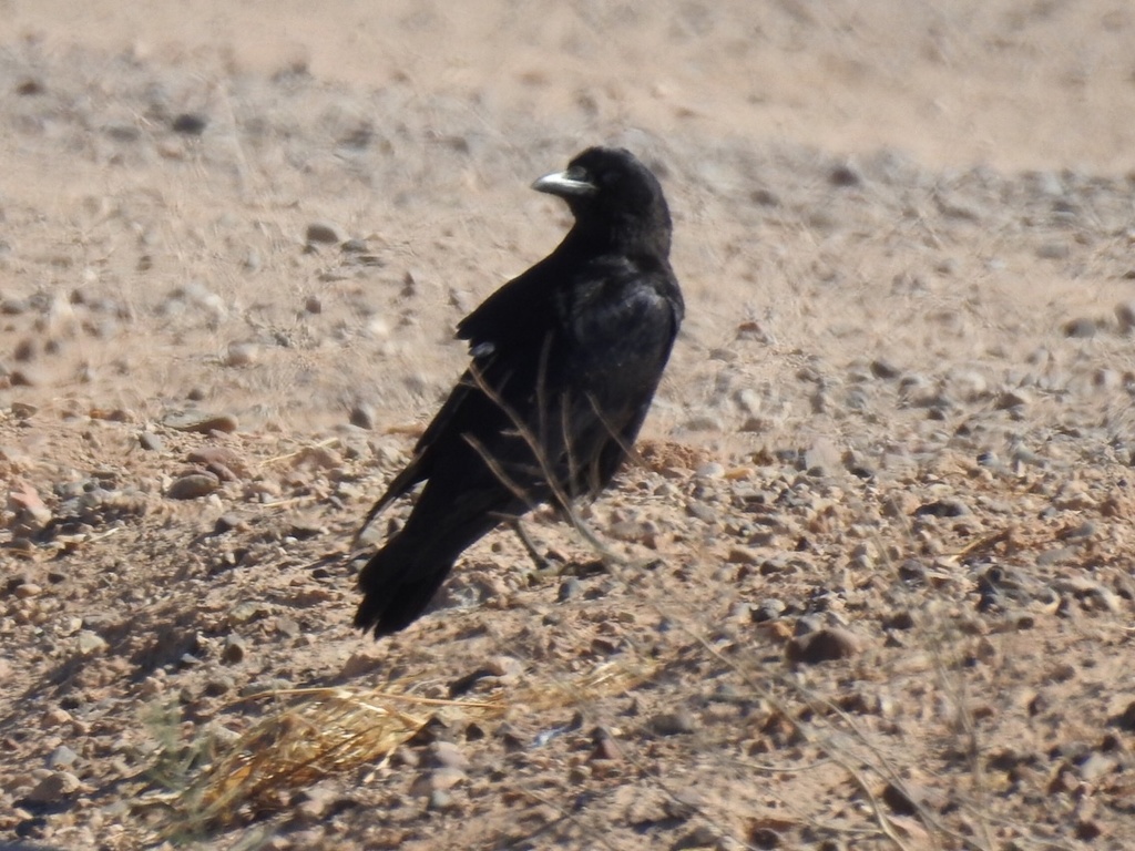 American Crow from Dateland, AZ, US on November 16, 2020 at 11:44 AM by ...