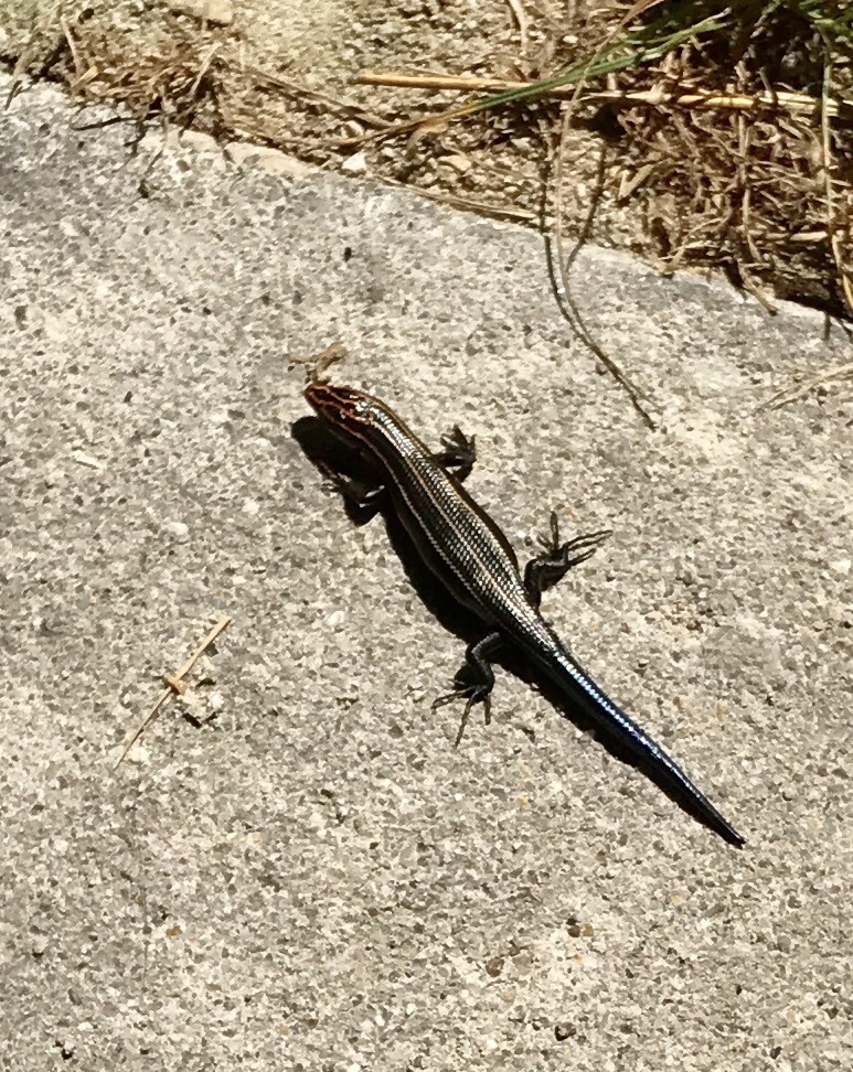 Toothy Skinks from 103 Carrie Creek Dr, Aurora, NC, US on September 15 ...