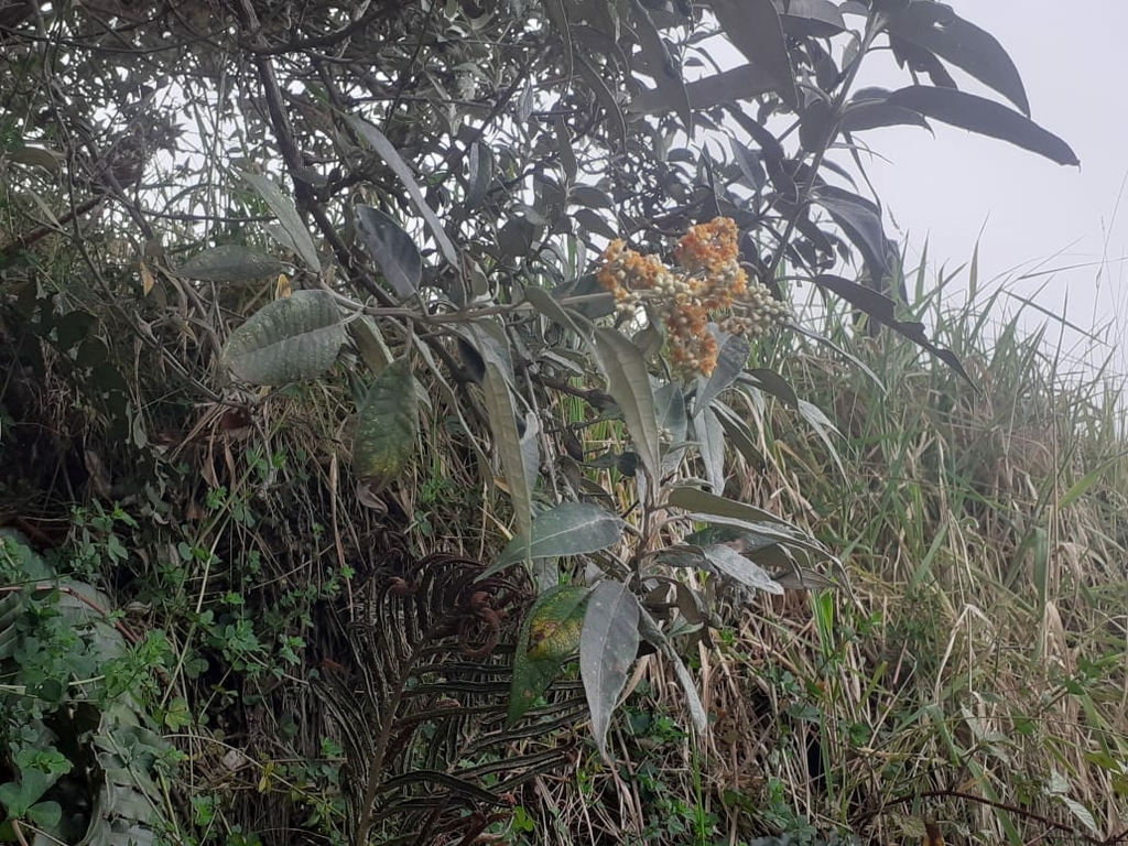 Buddleja nitida from Provincia de Cartago, Costa Rica on November 16 ...