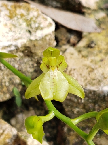 (Leochilus scriptus)