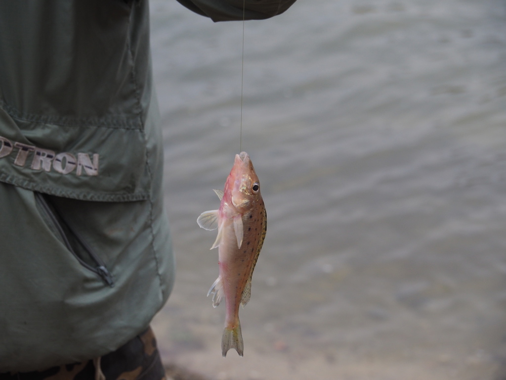 Donets Ruffe from Деснянський район, Чернігів, Чернігівська область ...