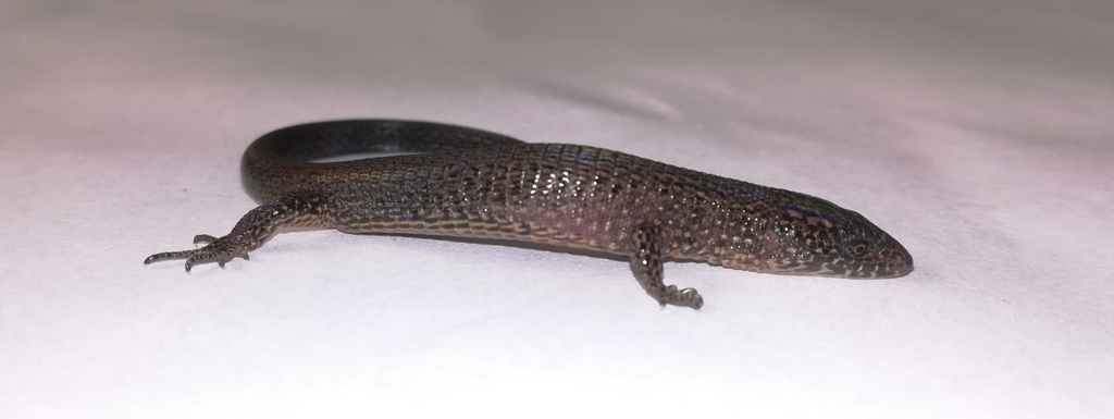 Colombian Lightbulb Lizard in October 2020 by camila zapata · iNaturalist