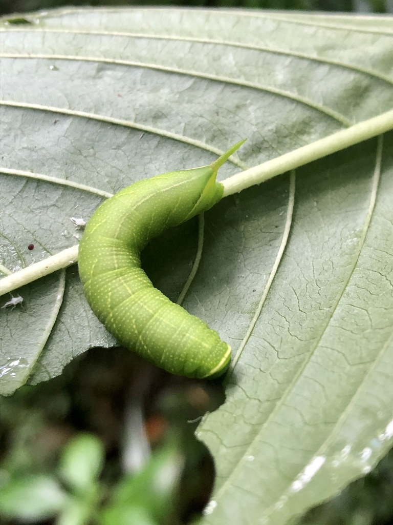 Perigonia from El Yunque National Forest, Río Grande, PR, US on ...