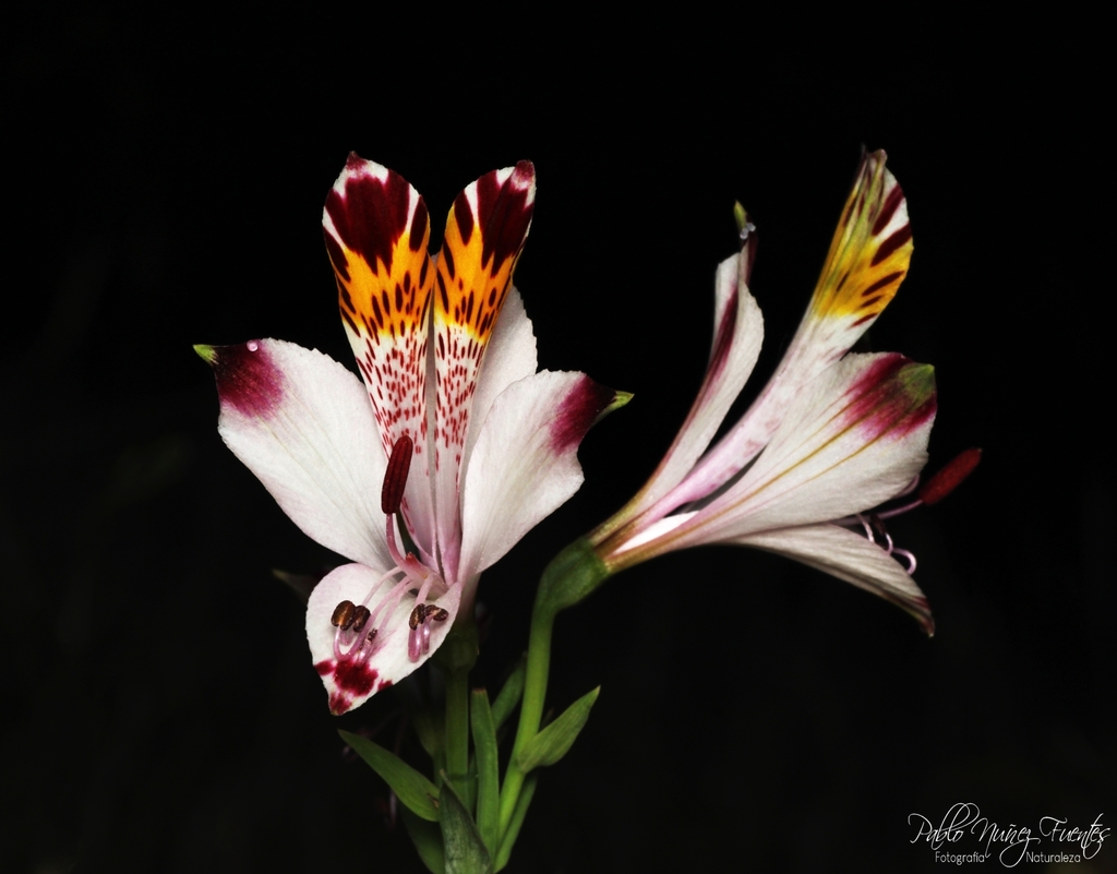 Lirios Peruanos Flor De Alstroemeria Amarela, Lírio Peruano Ou Lírio