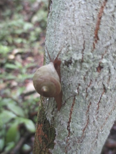 Angled Dome (Helicina amoena)