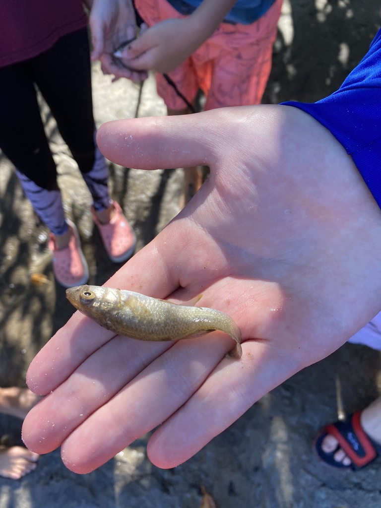 Gulf Killifish from North Atlantic Ocean, FL, US on November 17, 2020 ...