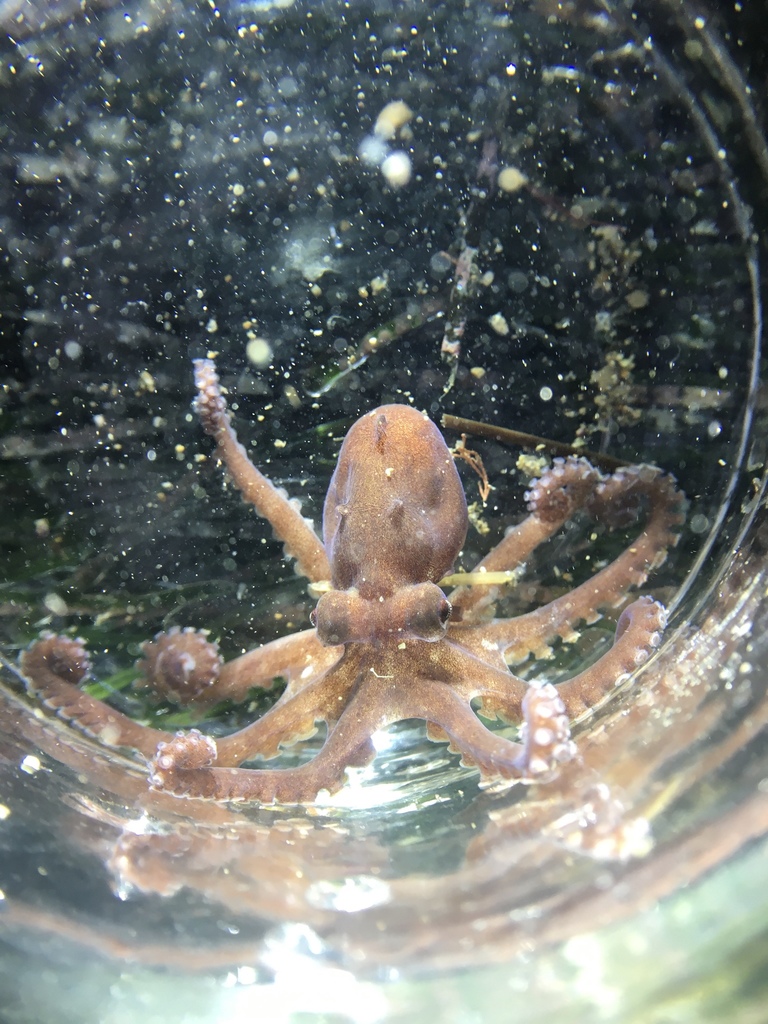 California Lilliput Octopus from Bluff Cove, CA, US on November 16 ...