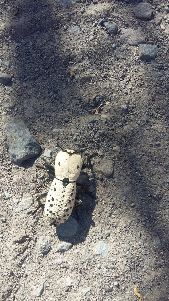 Zopherus chilensis from Atotonilco by lizeth reyes · iNaturalist