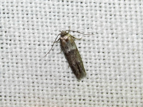 Blastobasis pannonica · iNaturalist