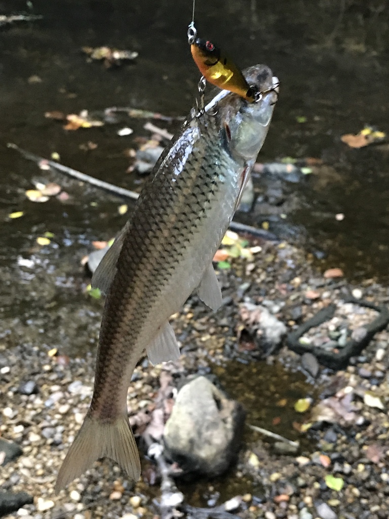 Fallfish from 6000 Club Rd, Henrico, VA, US on September 15, 2017 at 06 ...
