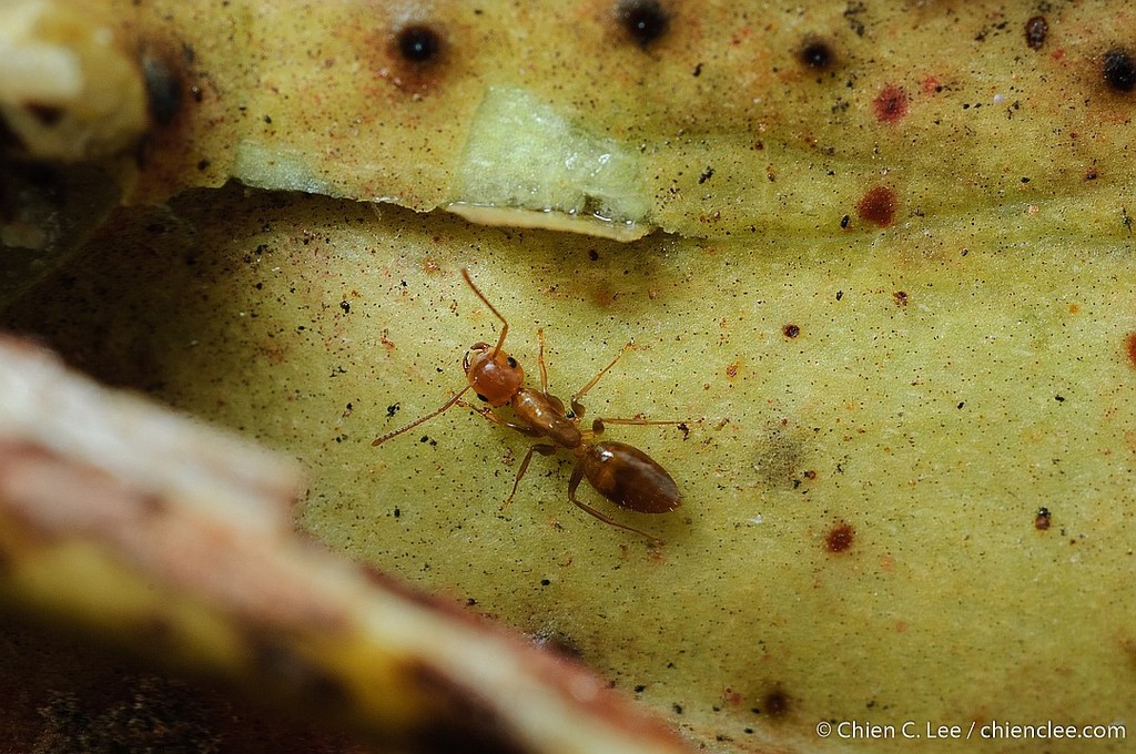 Colobopsis schmitzi in August 2006 by Chien Lee · iNaturalist