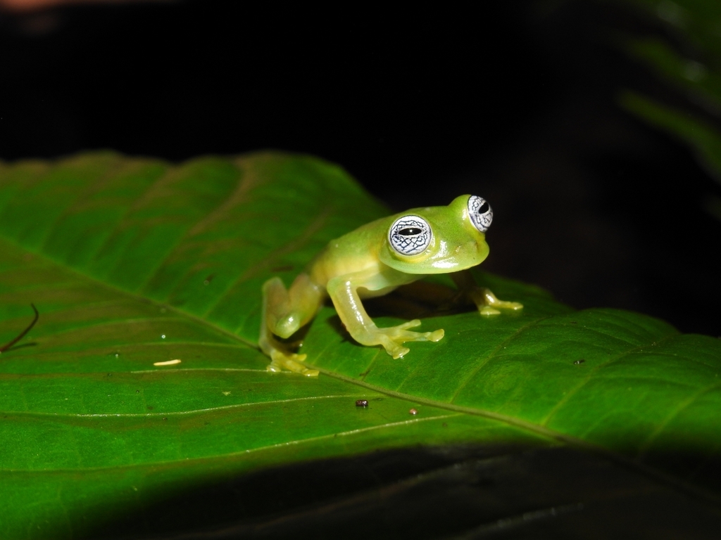 Ghost Glass Frog from Calima, Valle del Cauca, Colombia on June 7, 2019 ...