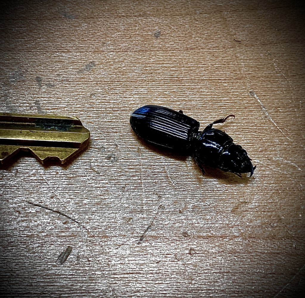Big-headed Ground Beetle from Oakland, Michigan, United States on ...