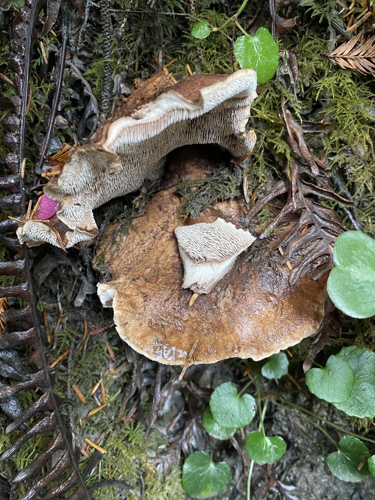 Sarcodon rimosus from Prairie Creek Redwoods State Park, Trinidad, CA ...