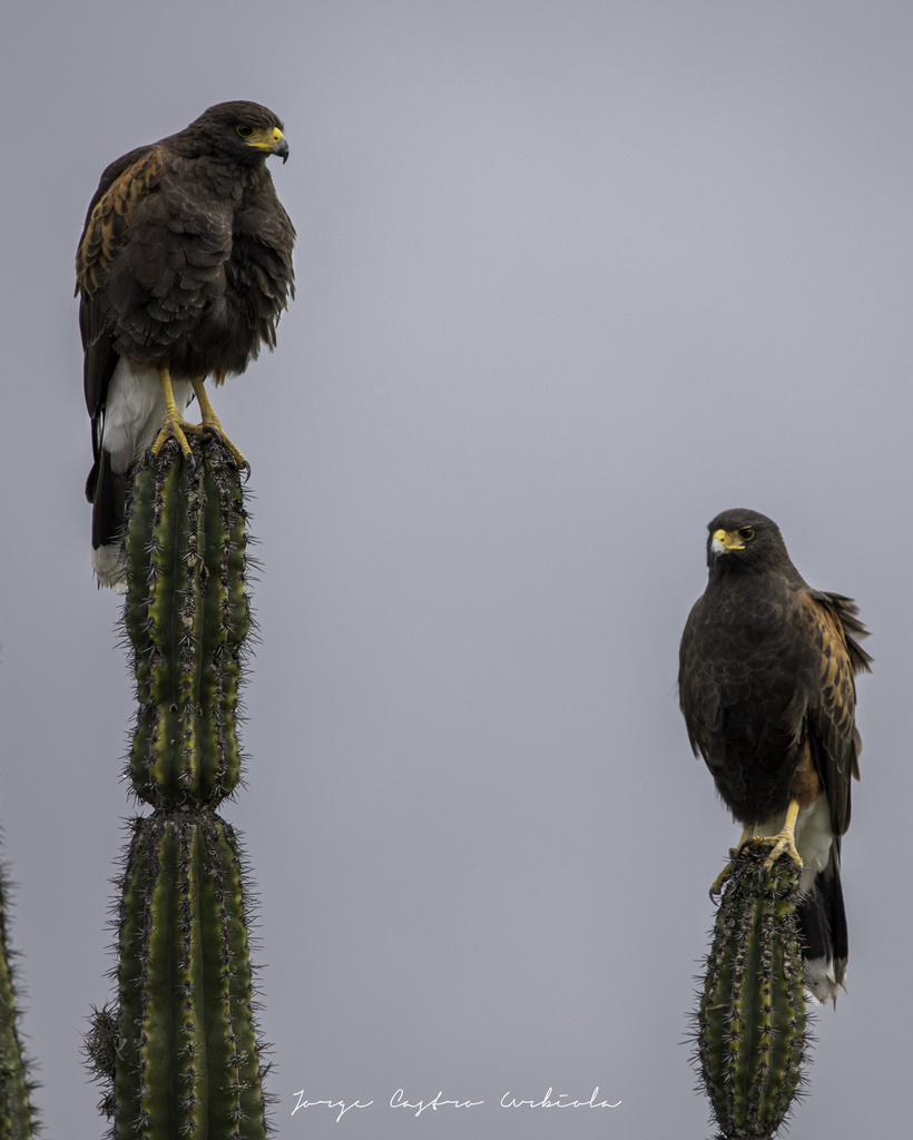 Harris's Hawk from Rioverde, S.L.P., MX on November 18, 2020 at 08:14 ...