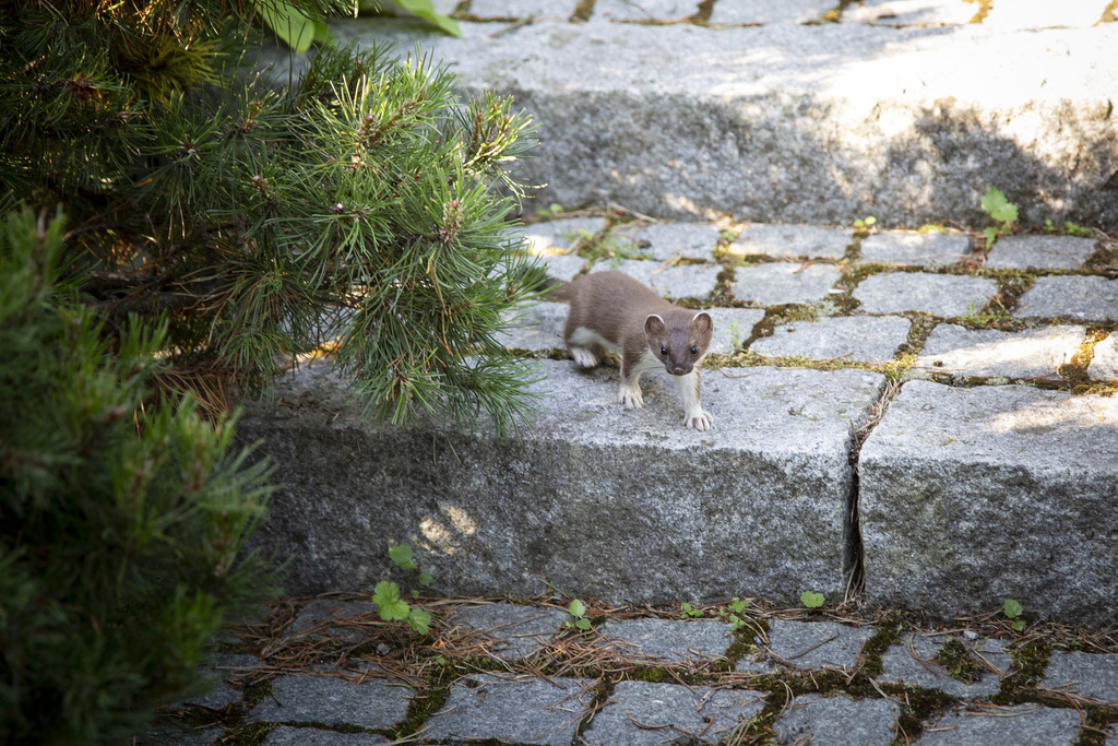 Eurasian Stoat from Korkeasaari Zoo, Helsinki, Uusimaa, FI on July 24 ...