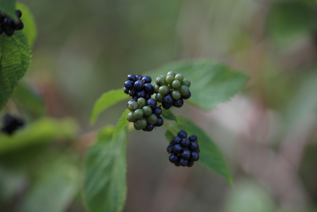 common lantana from Fo Tan, Hong Kong on November 19, 2020 at 03:24 PM ...
