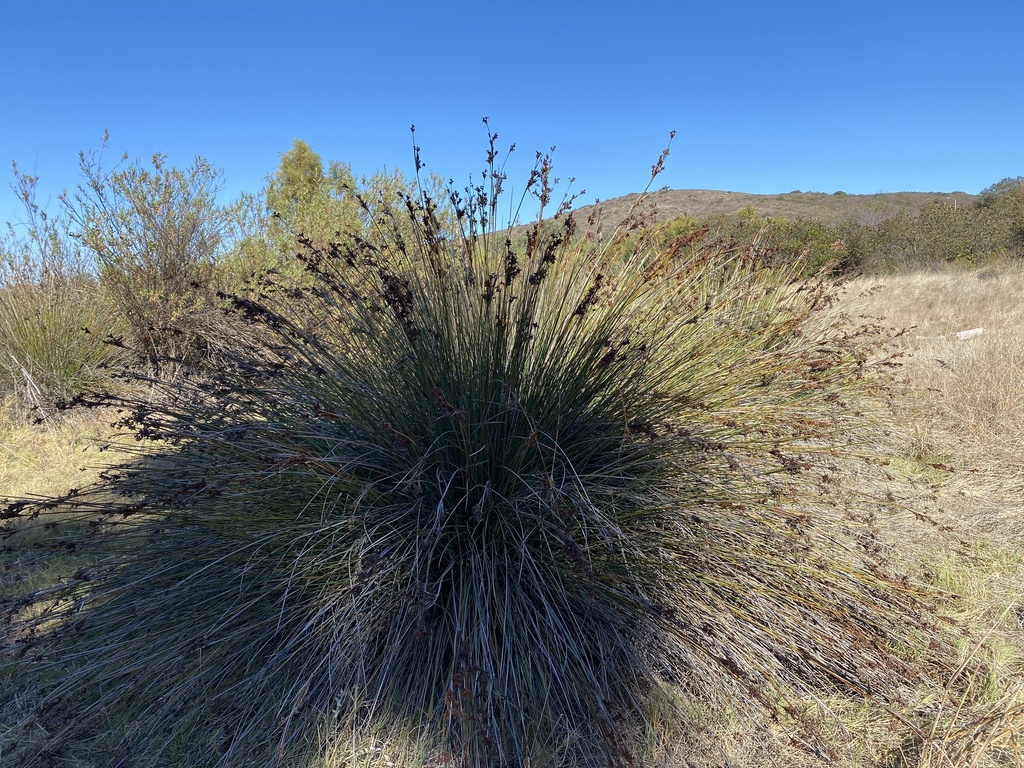 Southwestern Spiny Rush from Falcon Crest Ct, San Diego, CA, US on ...