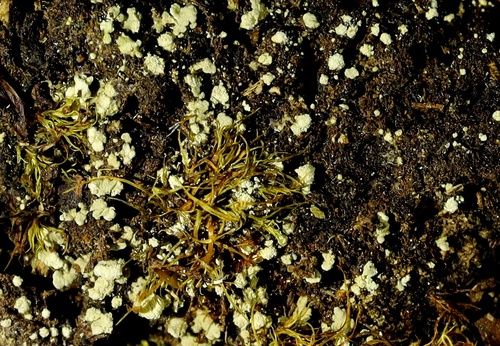 Trapeliopsis glaucolepidea · iNaturalist