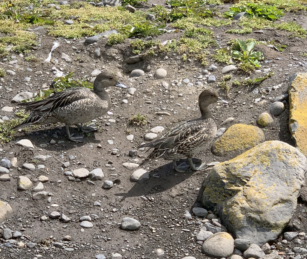 Eaton's Pintail (Anas eatoni) - Avian Discovery
