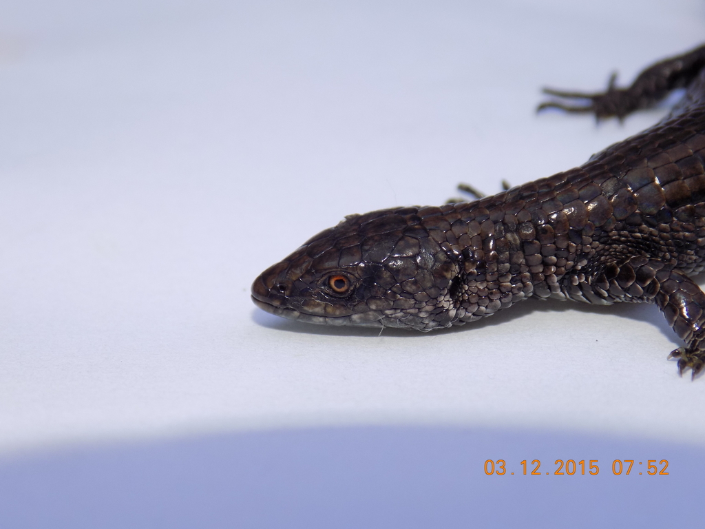 Bogotá Anadia in December 2015 by .. arriba Tsa · iNaturalist