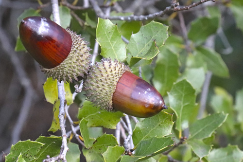 Kermes oak complex (Complex Quercus coccifera) · iNaturalist