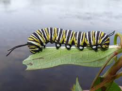 Monarch from Ashland, OR 97520, USA on August 25, 2020 at 08:08 PM by ...