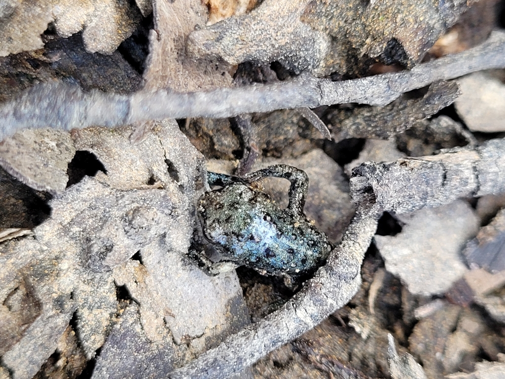 Brown Toadlet in November 2020 by Mitchell Hodgson · iNaturalist