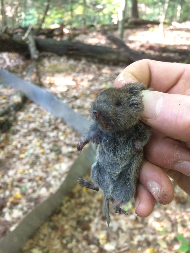 Woodland Vole from 44143, Mayfield, OH, US on September 16, 2017 at 09: ...