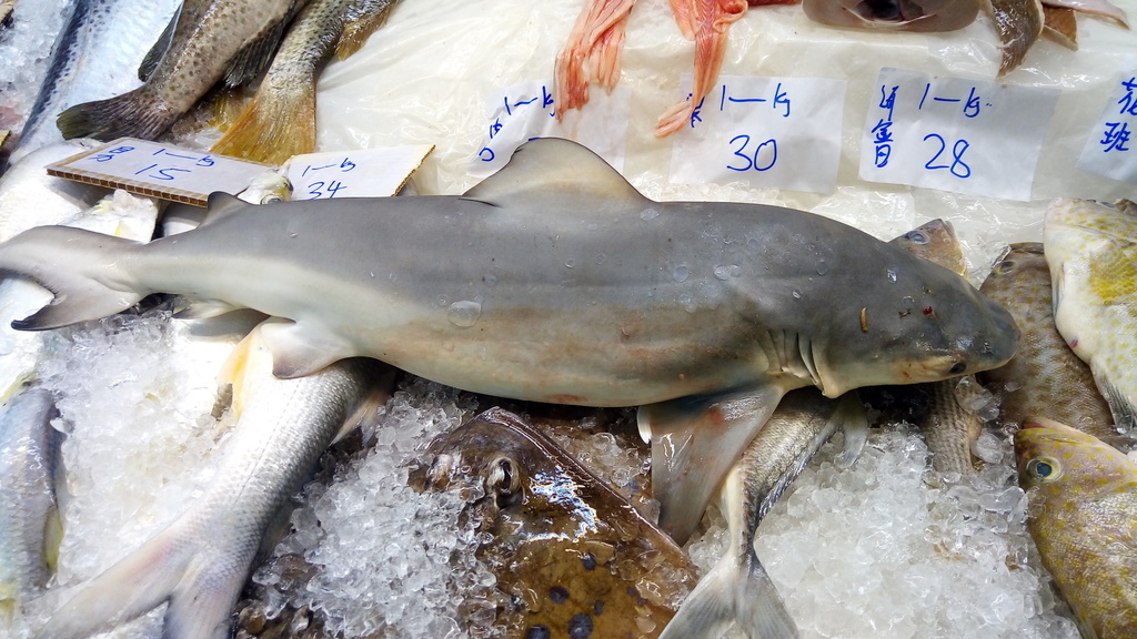 Bull Shark in August 2018 by tracc. Fish market observation. Original ...