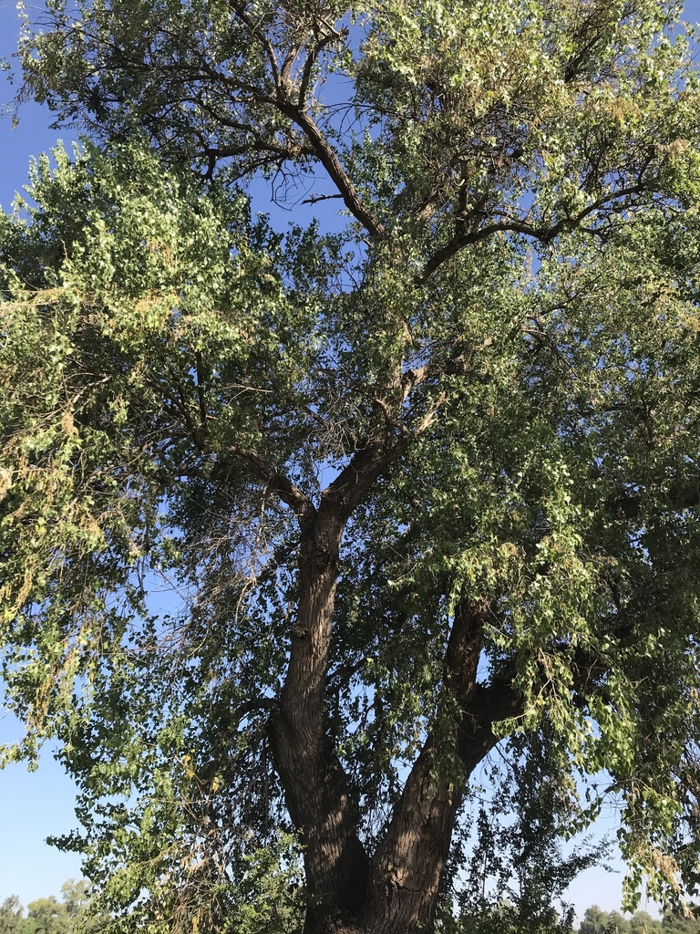 Frémont Cottonwood from Avenida 4, Guasave, SIN, MX on November 20 ...
