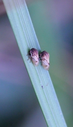Gargara katoi · iNaturalist