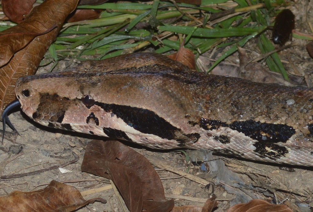 Boa Constrictor from Guayaguayare, Trinidad and Tobago on October 24 ...