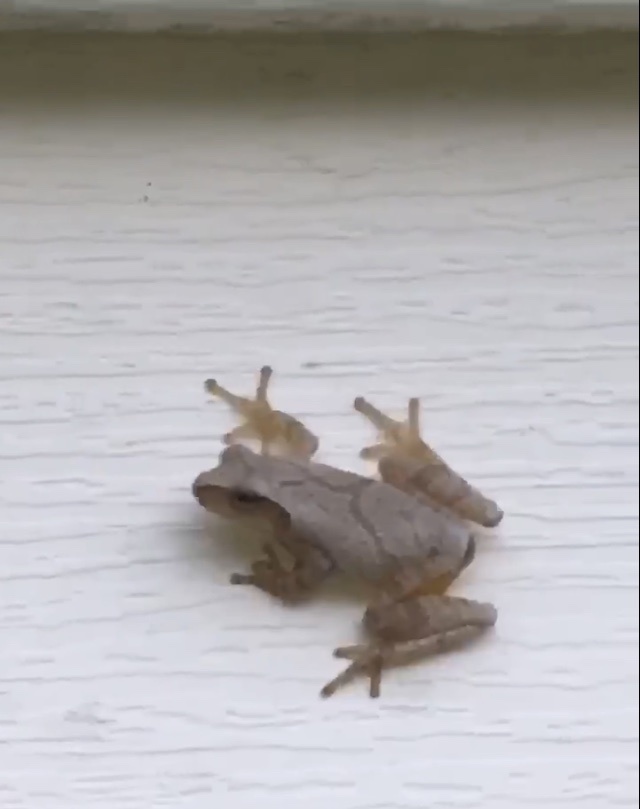 Spring Peeper from Courtney Dr, Fairfax, VA, US on May 15, 2020 at 12: ...