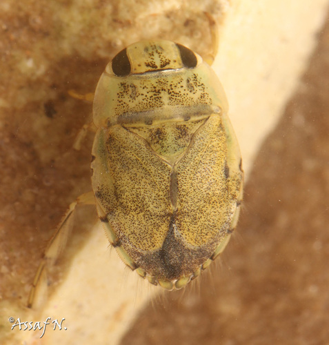 Genus Heleocoris · iNaturalist