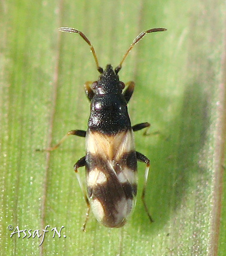 Macropternella inermis · iNaturalist