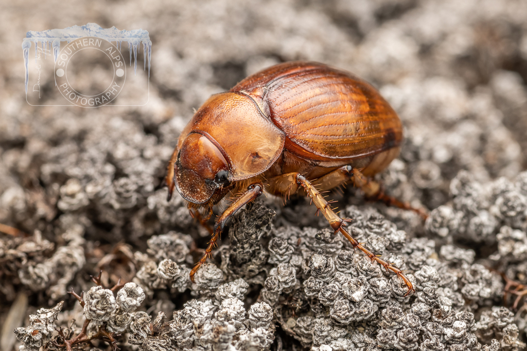 Cromwell Chafer in November 2020 by Danilo Hegg · iNaturalist