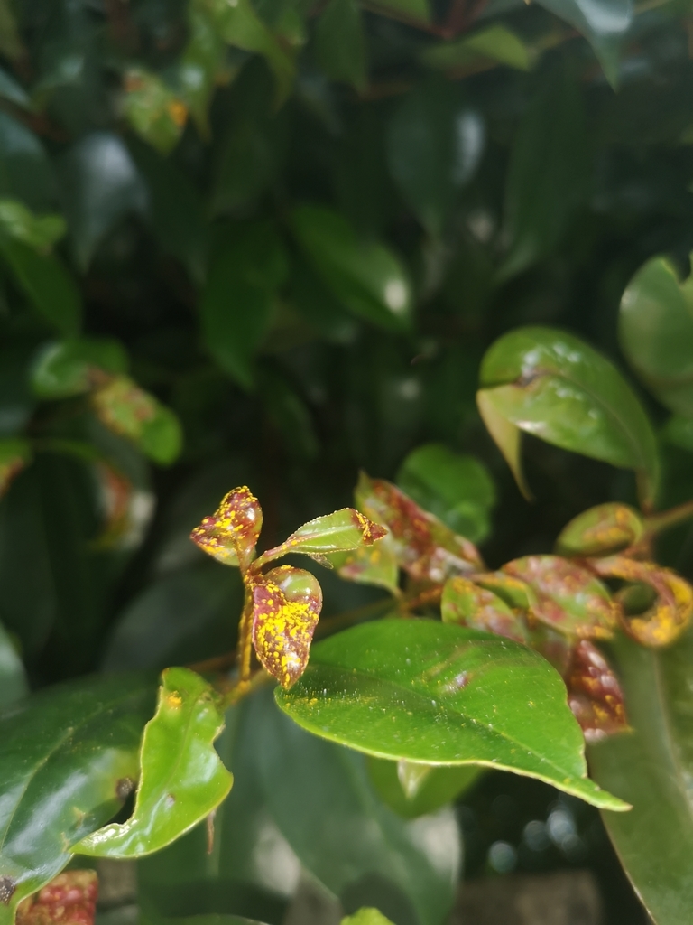 Myrtle Rust from 58 Rimutaka Place on November 21, 2020 at 02:34 PM by ...