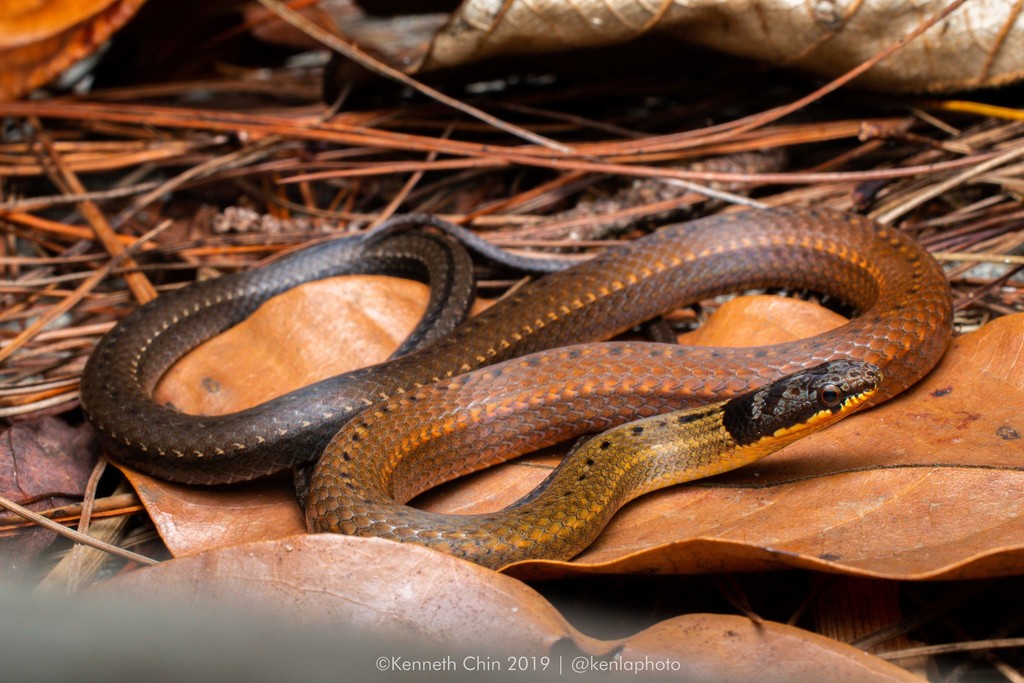 Collared Black-headed Snake (Sibynophis collaris) - Snakes and Lizards