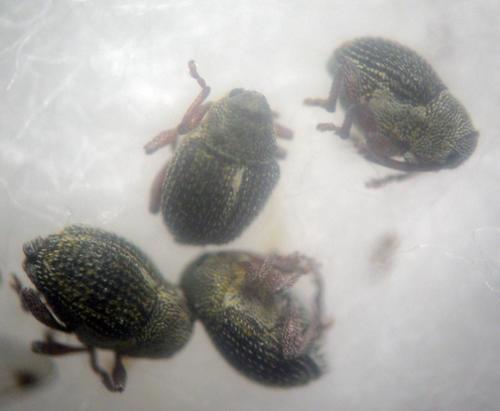 Micrelus ferrugatus · iNaturalist