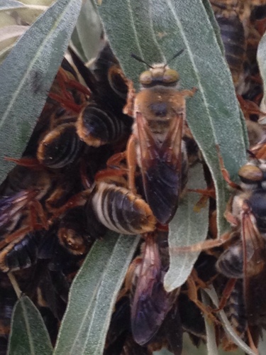 Genus Protoxaea · iNaturalist