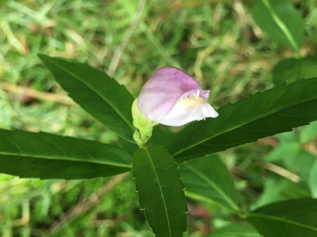 Cuthbert's turtlehead in September 2017 by jtuttle. Purple staminode ...