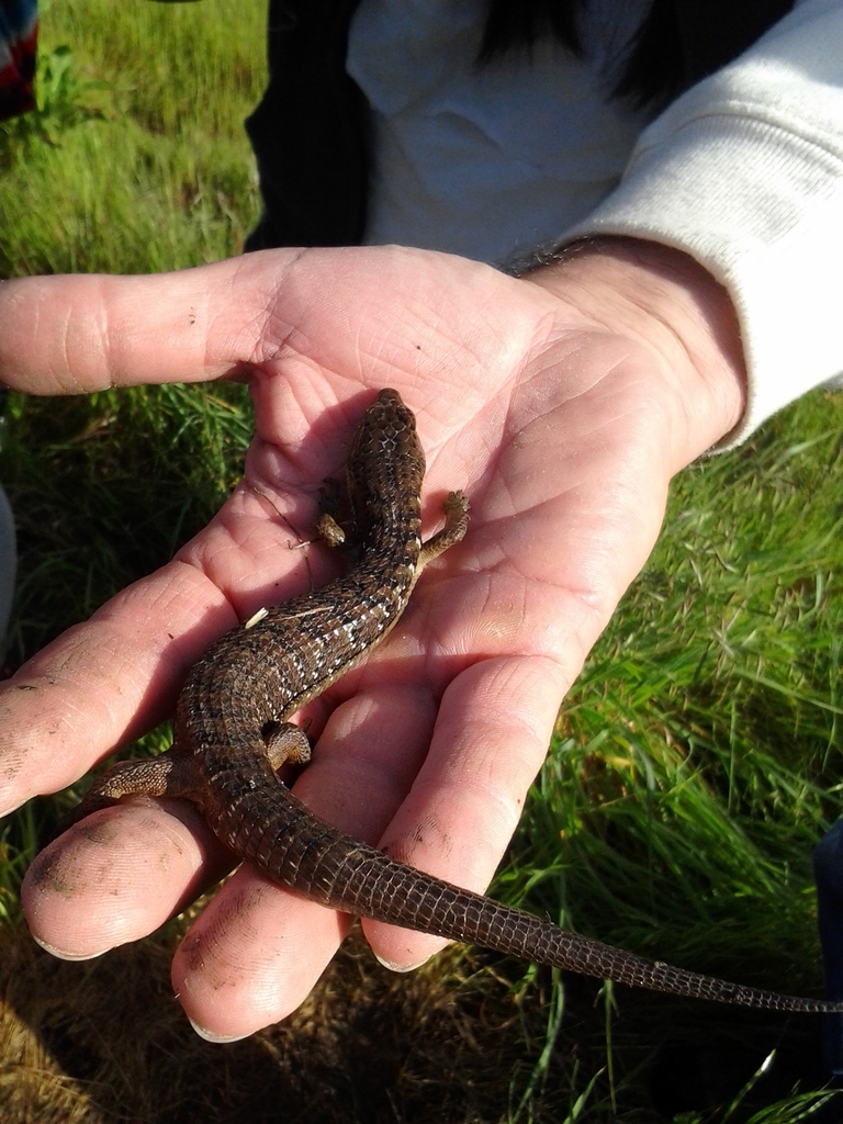 Western Alligator Lizards from santa rosa montgomery high school on ...