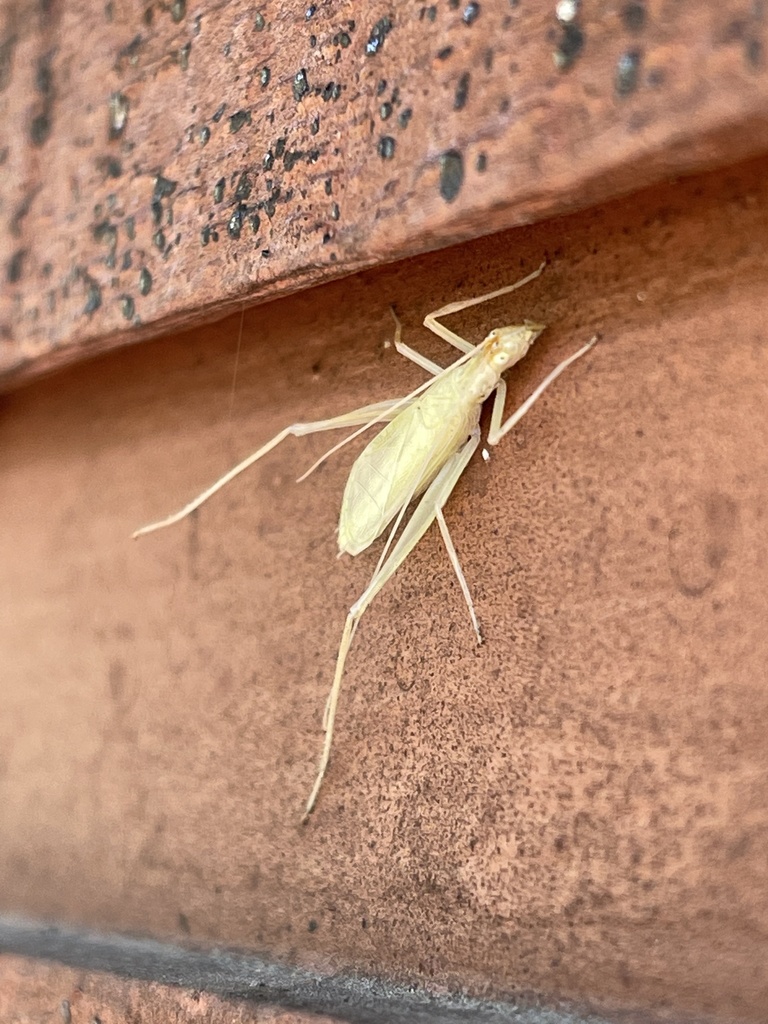 Snowy Tree Cricket from Overholt Trail, Sevierville, TN, US on November ...